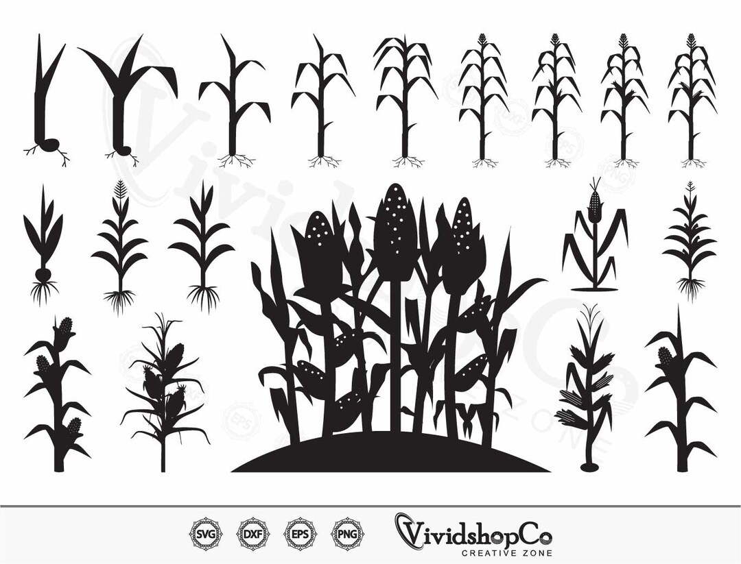 Corn Stalks SVG, Corn Tree, Corn Svg, Corn Field, Popcorn, Maize Svg ...