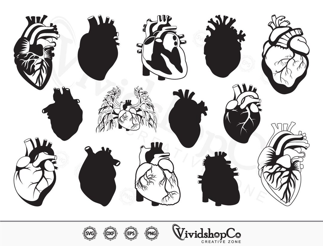 Human Heart SVG, Heart Svg, Anatomy Svg, Cardiology Svg, Clipart, Cut ...