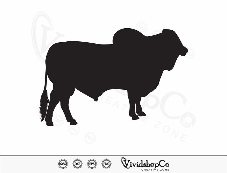 Brahman Bull SVG, Livestock Svg, Ranching Svg, Vector, Silhouette ...
