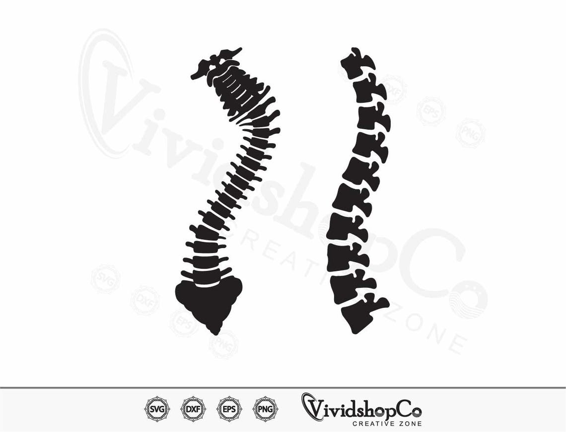 Anatomy SVG, Anatomy Spine Svg, Spine Svg, Human Anatomy Svg, Clipart ...