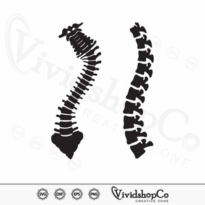 Anatomy SVG, Anatomy Spine Svg, Spine Svg, Human Anatomy Svg, Clipart ...