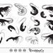 Shrimp SVG, Boiled Shrimp Svg, Prawn Svg, Seafood Svg, Clipart, Cut ...