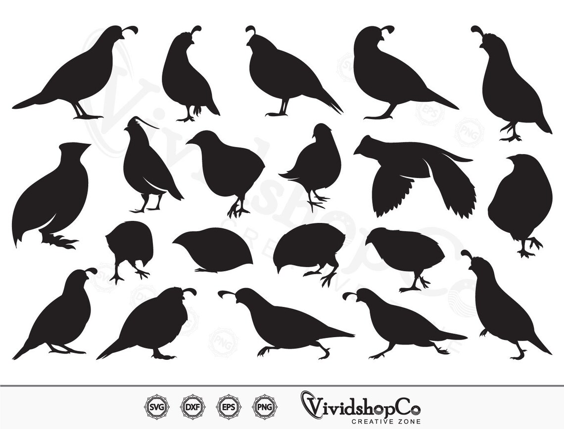 Quail SVG Quail Bird Svg Clipart Cut Files for Silhouette - Etsy Australia