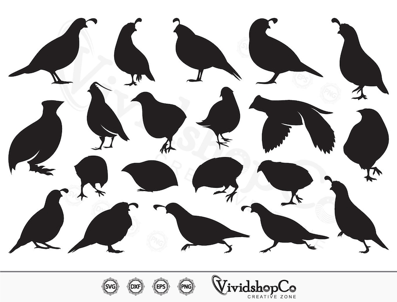 Quail SVG Quail Bird Svg Clipart Cut Files for Silhouette - Etsy