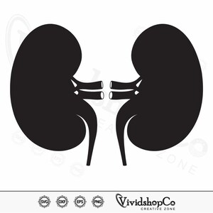 Kidney SVG, Kidney Anatomy Svg, Disease Svg, Clipart, Cut Files for ...