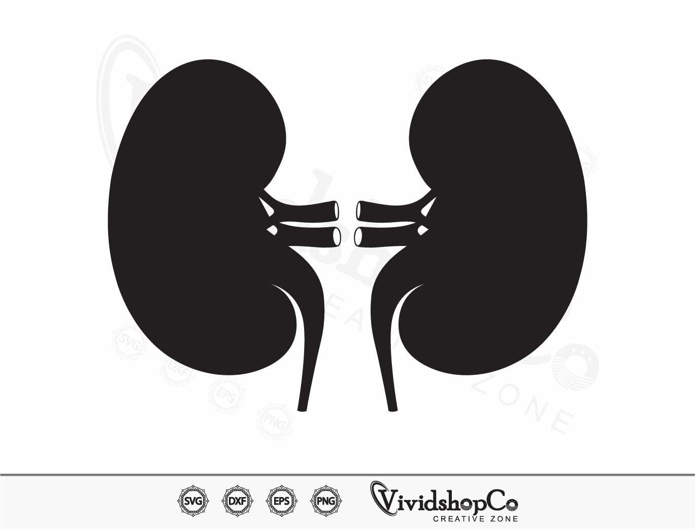 Kidney SVG, Kidney Anatomy Svg, Disease Svg, Clipart, Cut Files for ...