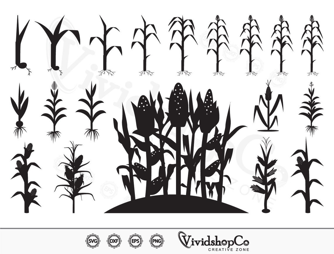 Corn Stalks SVG, Corn Tree, Corn Svg, Corn Field, Popcorn, Maize Svg ...