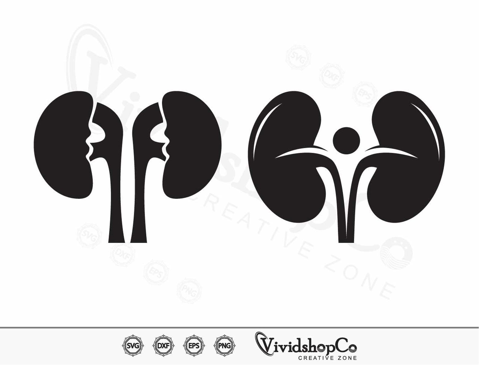Kidney SVG, Kidney Anatomy Svg, Disease Svg, Clipart, Cut Files for ...