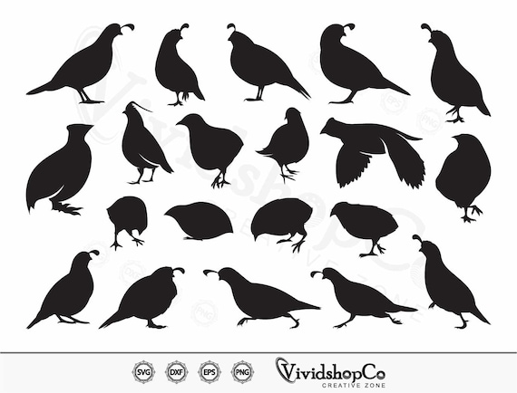 Silueta De Codorniz Bobwhite 35 Bobwhite Quail Stock Vectors And