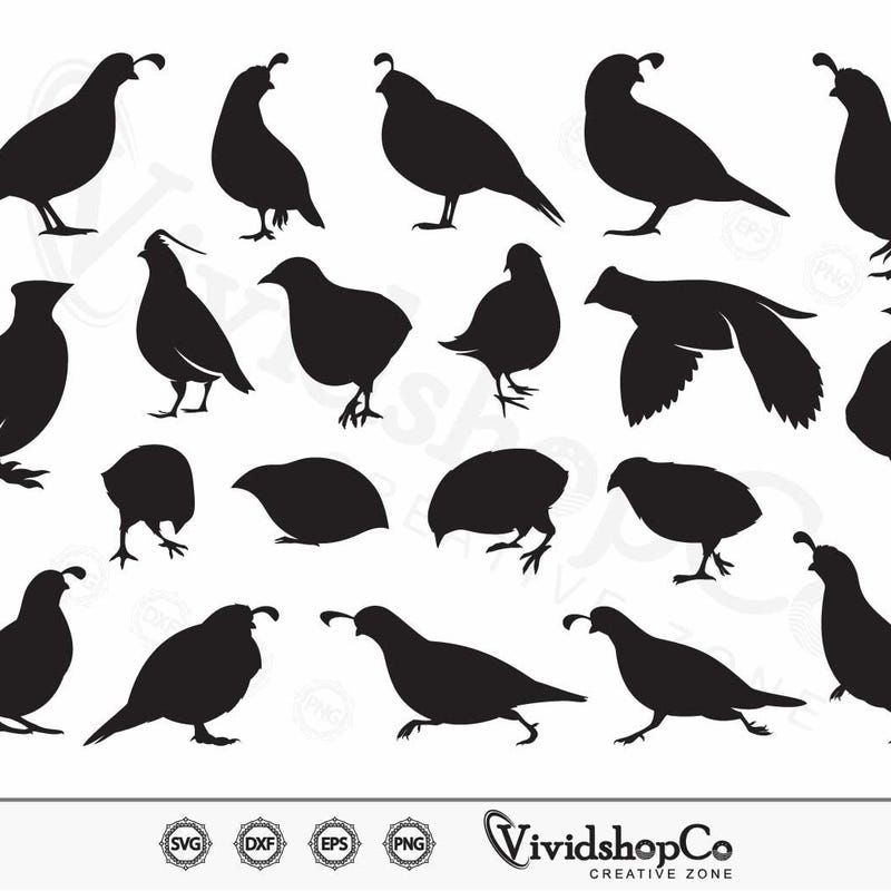 Quail Birds - Etsy