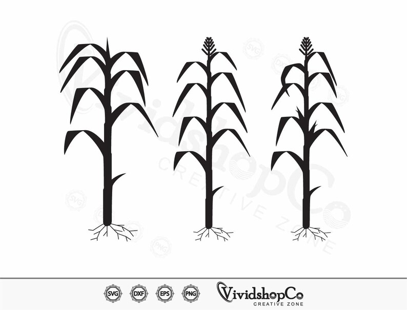 Corn Stalks SVG, Corn Tree, Corn Svg, Corn Field, Popcorn, Maize Svg ...