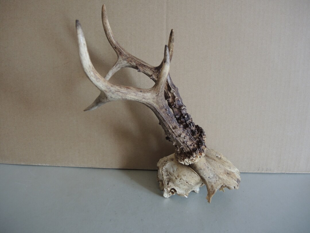 Nice Pair of ROE ANTLER With Skull Part / Deer Horn / Natural Roe Deer ...