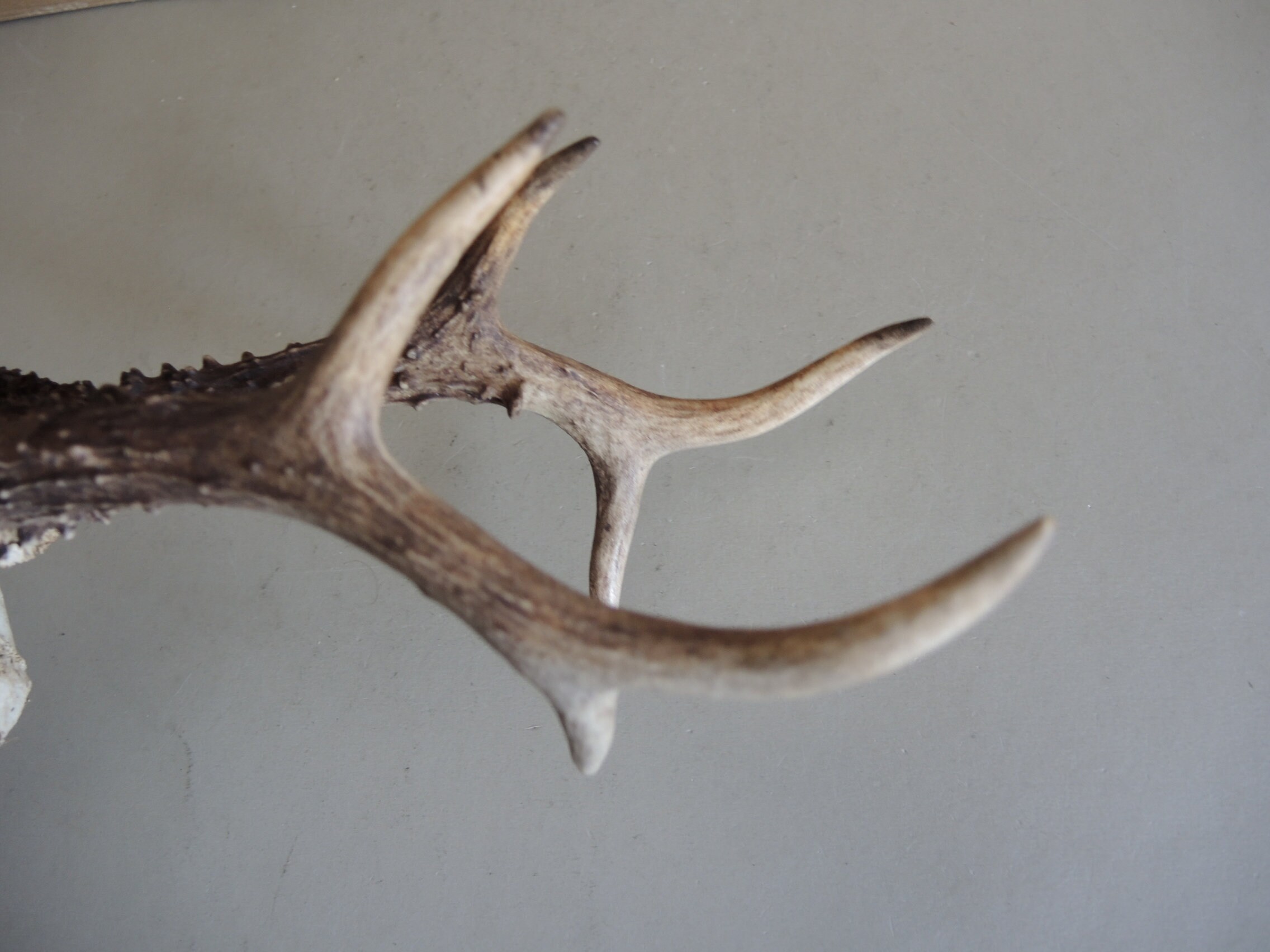 Nice Pair of ROE ANTLER With Skull Part / Deer Horn / Natural Roe Deer ...