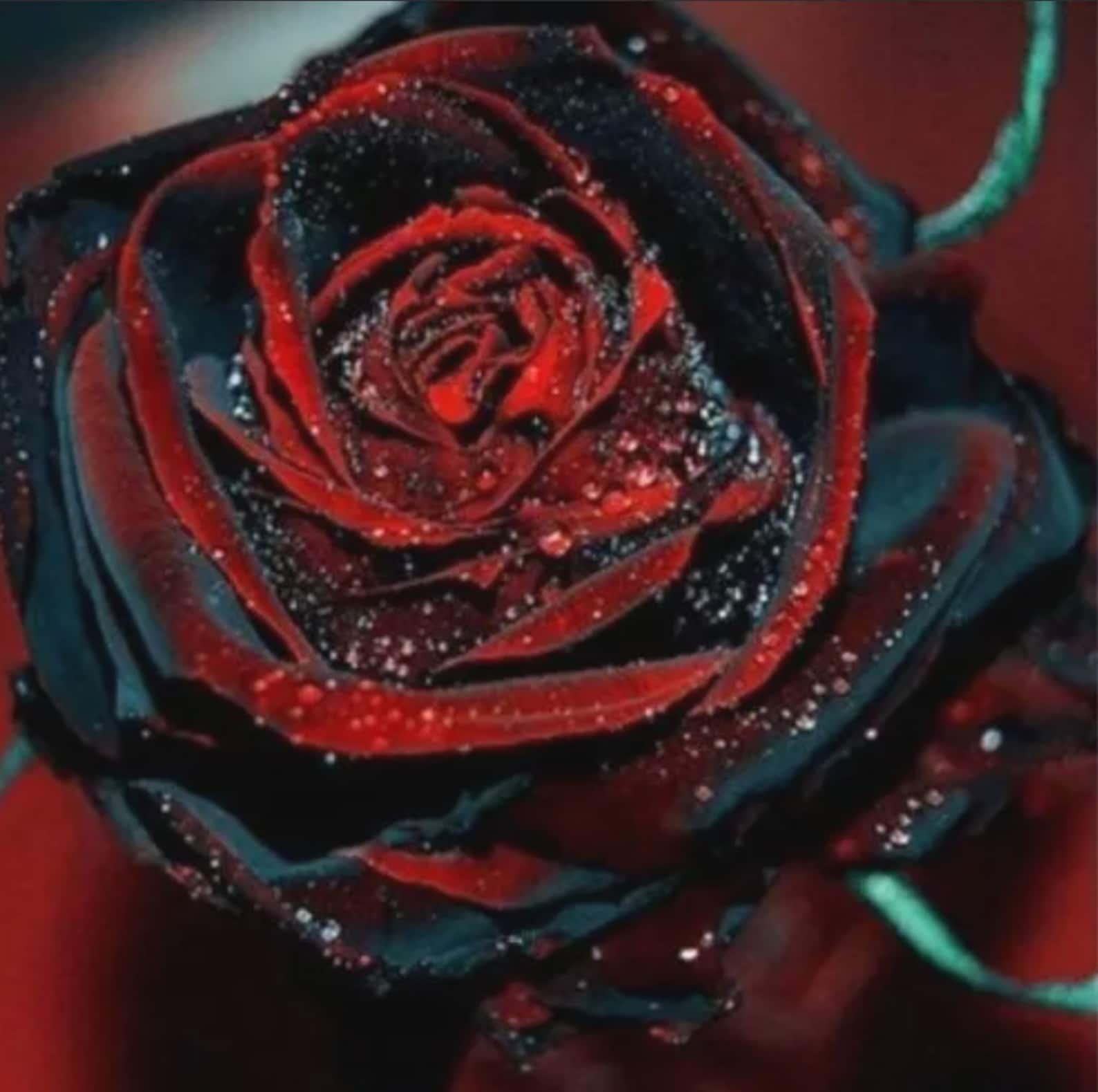 Blood In Blood Out red Black Rose Bush Seeds 12 seeds shrub | Etsy