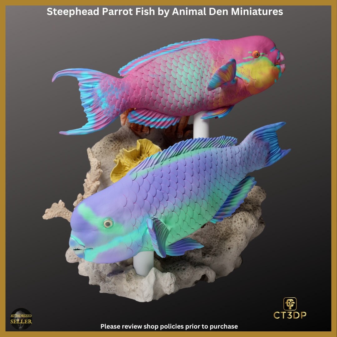 Great Barrier Reef Collection: the Steephead Parrot Fish From Animal ...