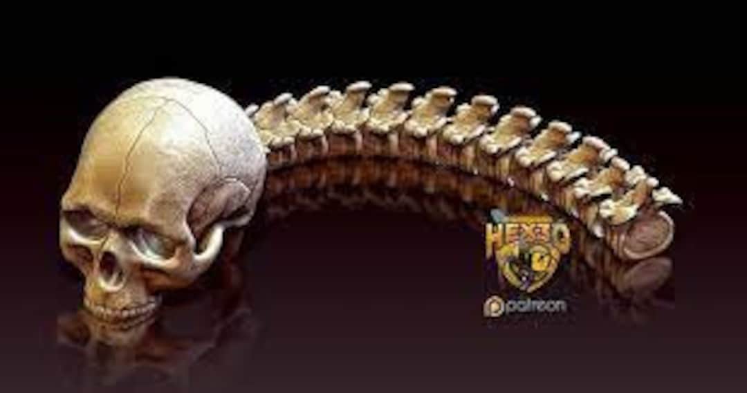 Predator Trophy Skull & Spine - Etsy