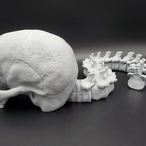 Predator Trophy Skull & Spine - Etsy