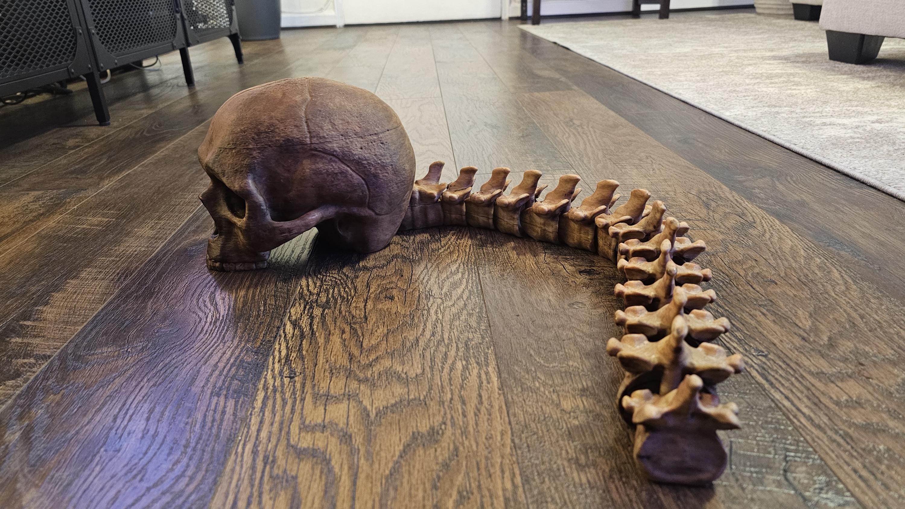 Predator Trophy Skull & Spine - Etsy