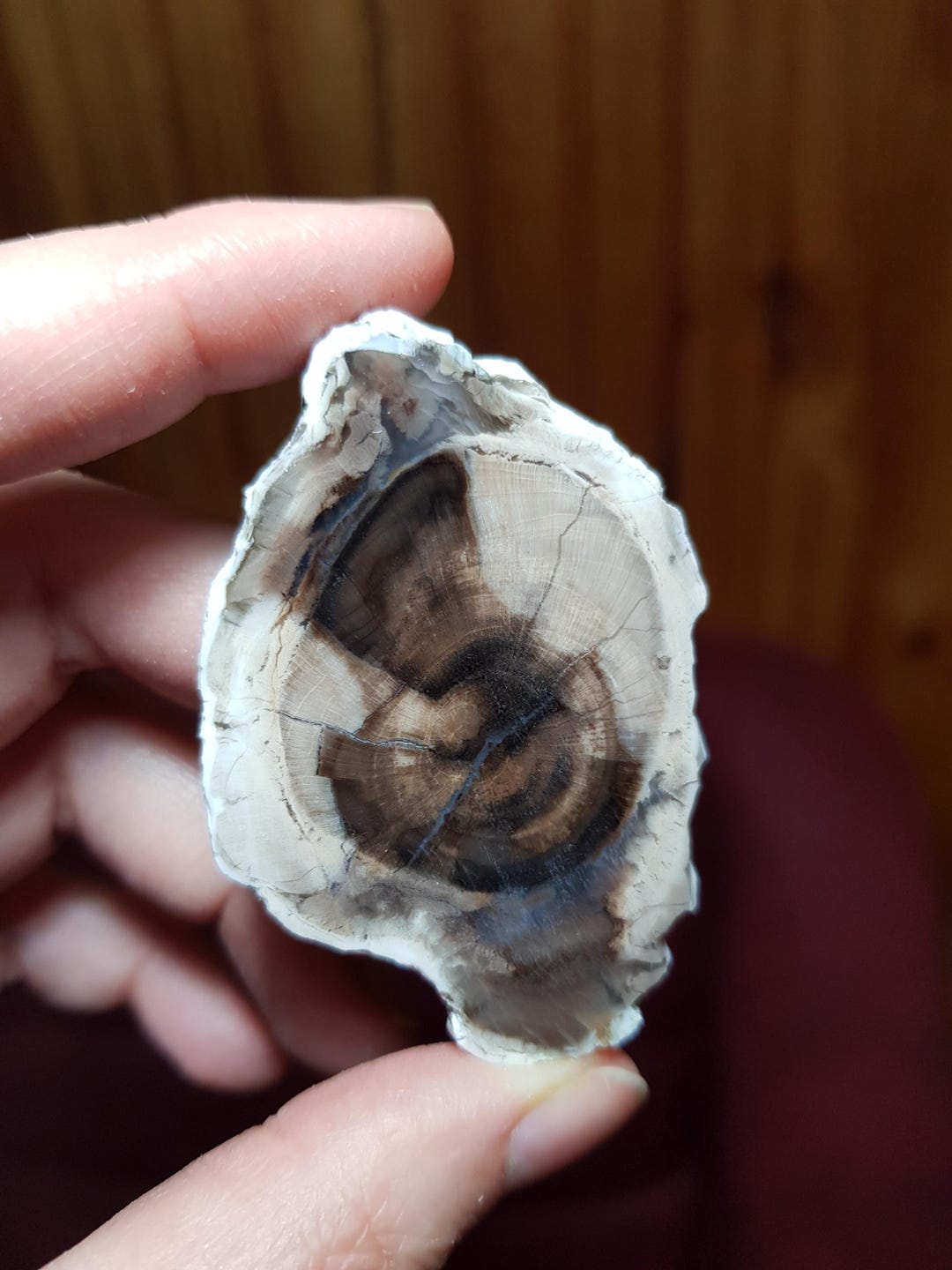 Petrified Wood With Rich Dark Patterns, Turkey Sourced, Opalized Wood ...