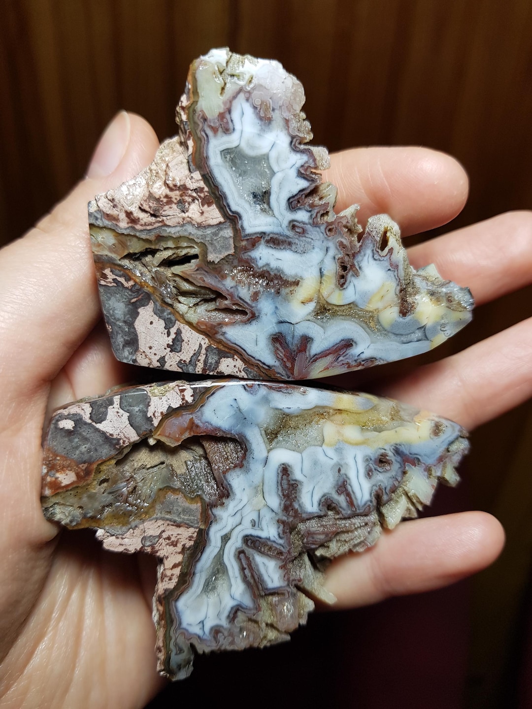 Opalized Petrified Wood Slice: Agatized Turkey Stone With Blue Bands - Etsy