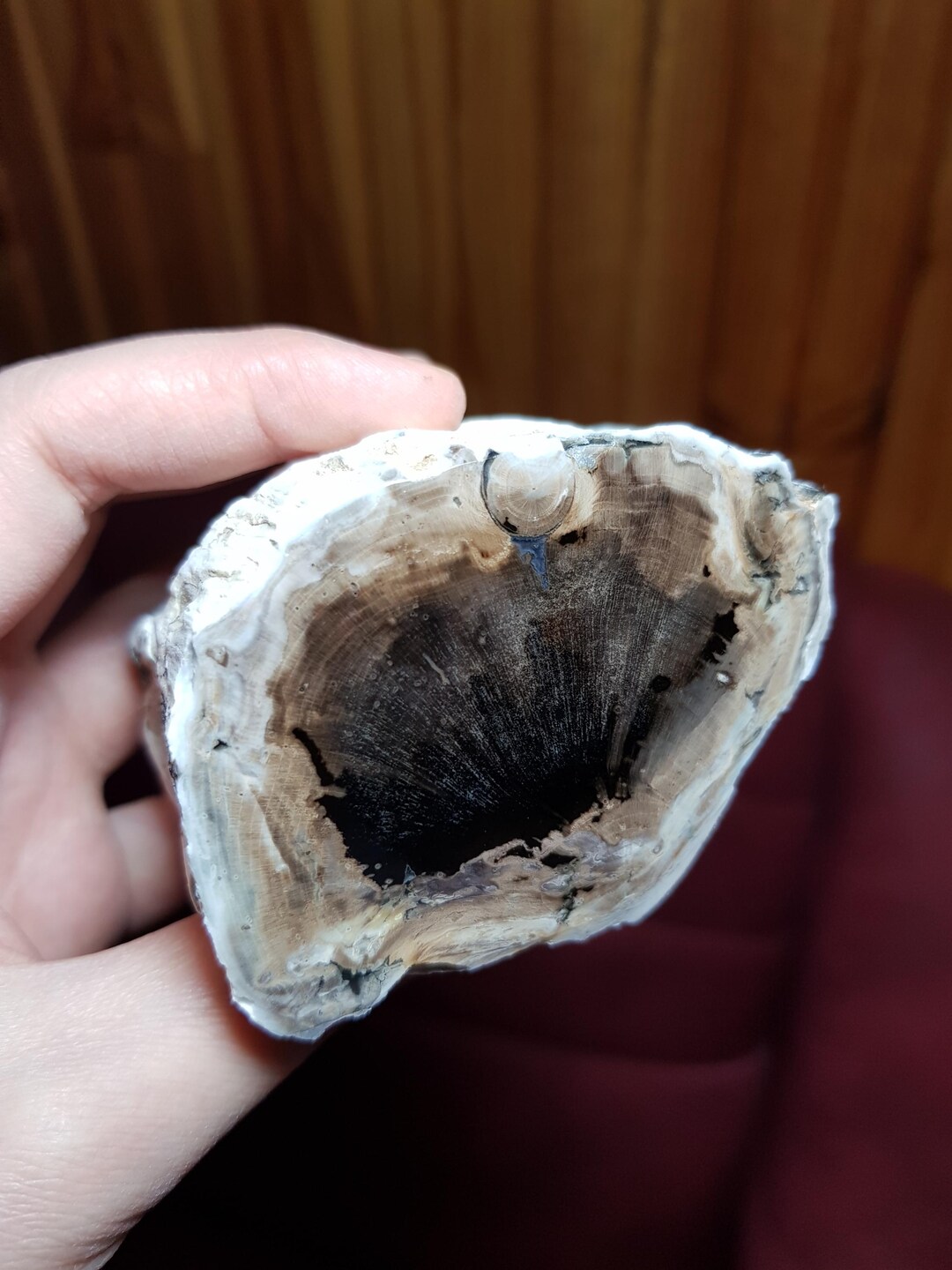 Petrified Wood With Rich Dark Patterns, Turkey Sourced, Opalized Wood ...