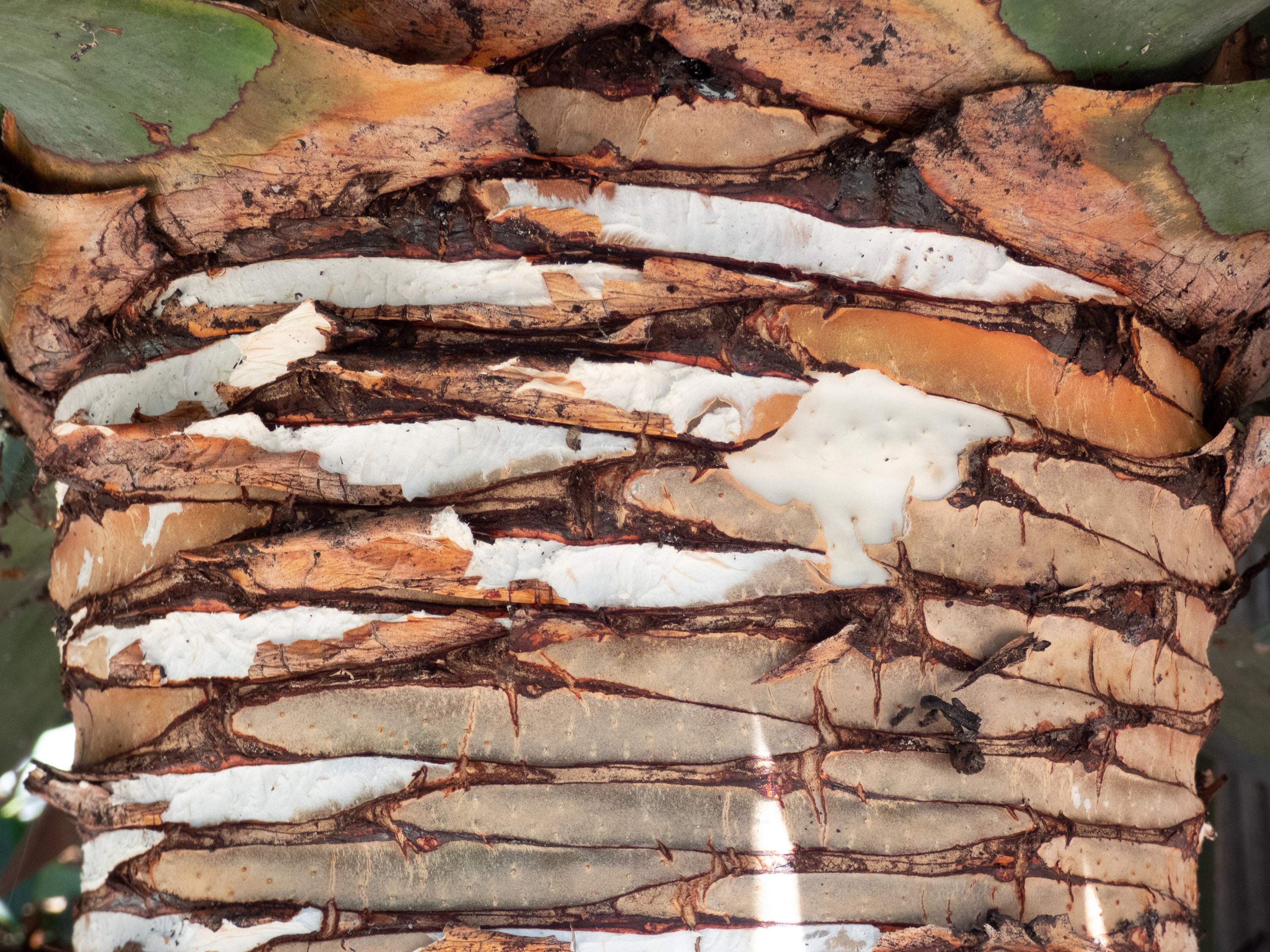 Palm Tree Bark 01 _san Diego_macro Photography_framed Photo - Etsy