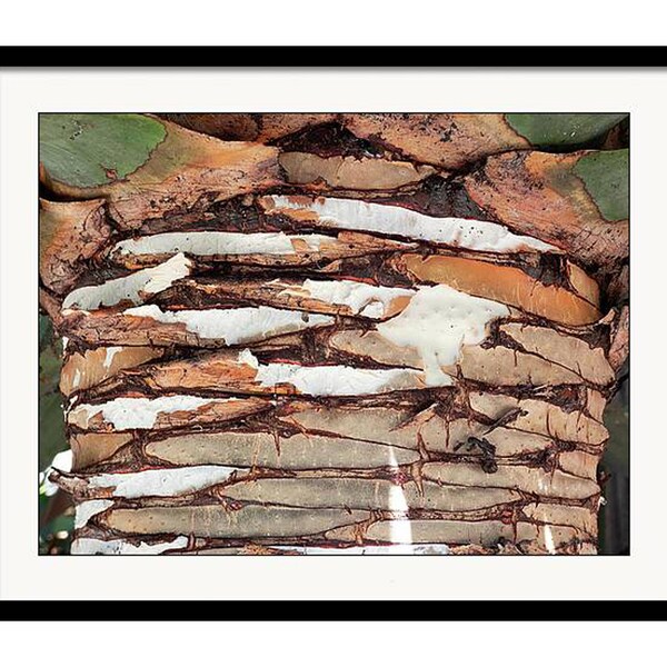 Palm Tree Bark - Etsy
