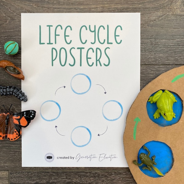 Life Cycle of a Ladybug - Etsy