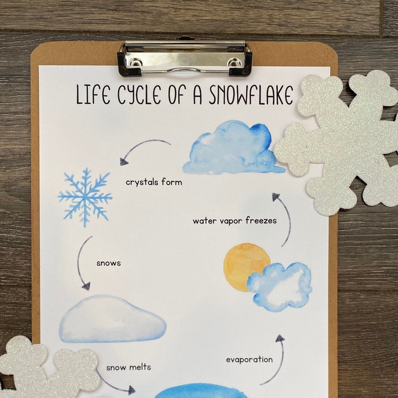 Life Cycle Posters Pack - Etsy