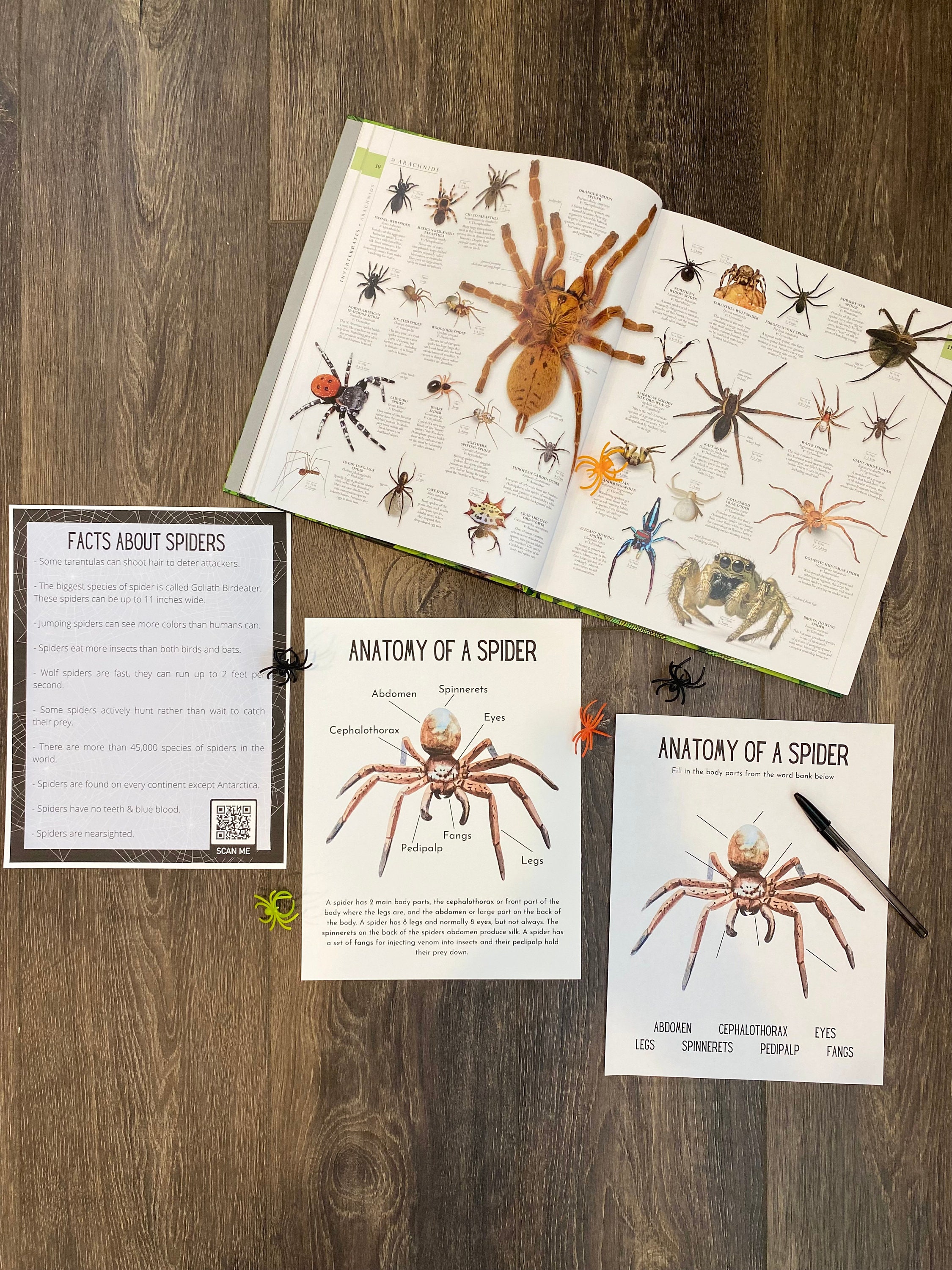 Spiders & Webs Mini Unit - Etsy