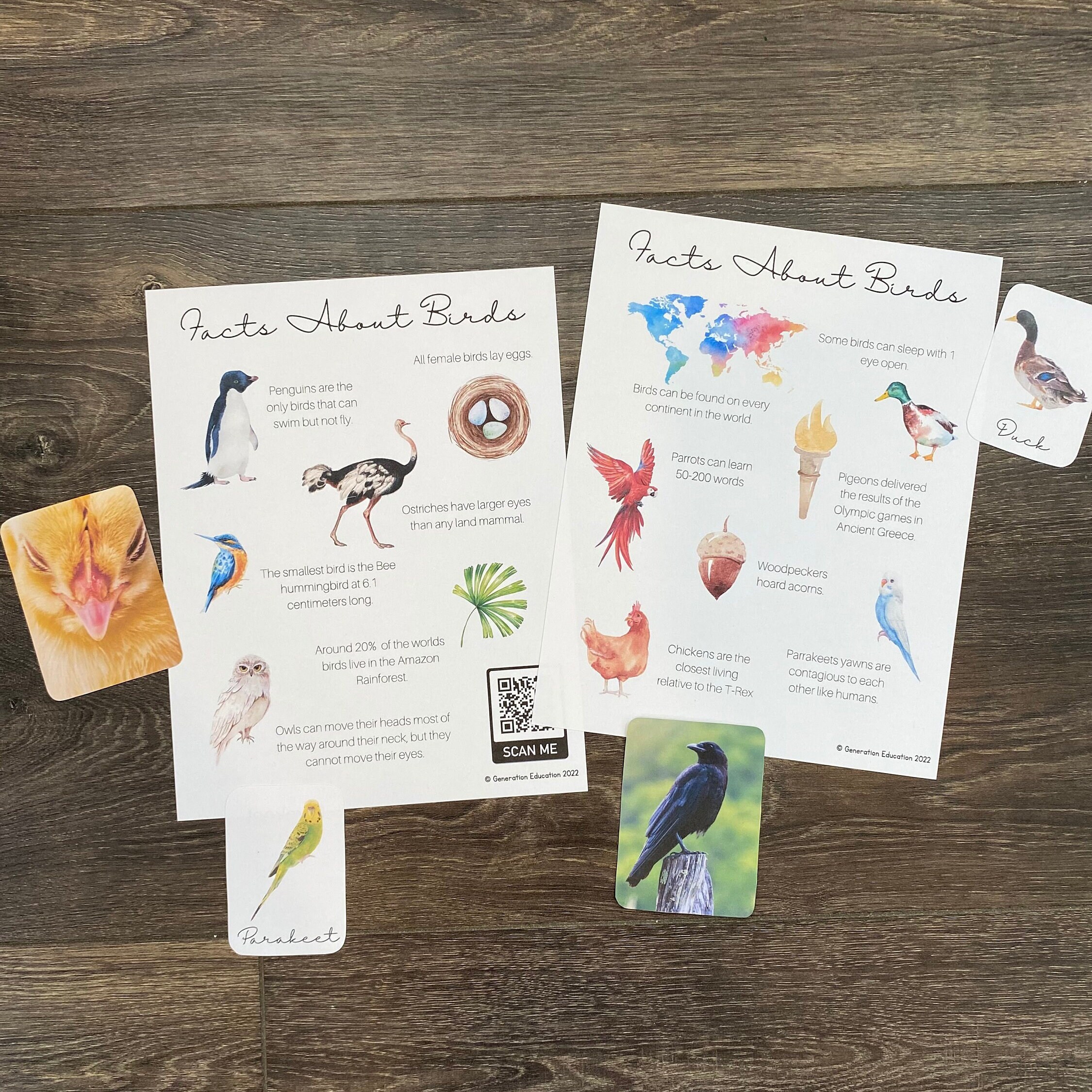 Birds Mini Science Unit - Etsy