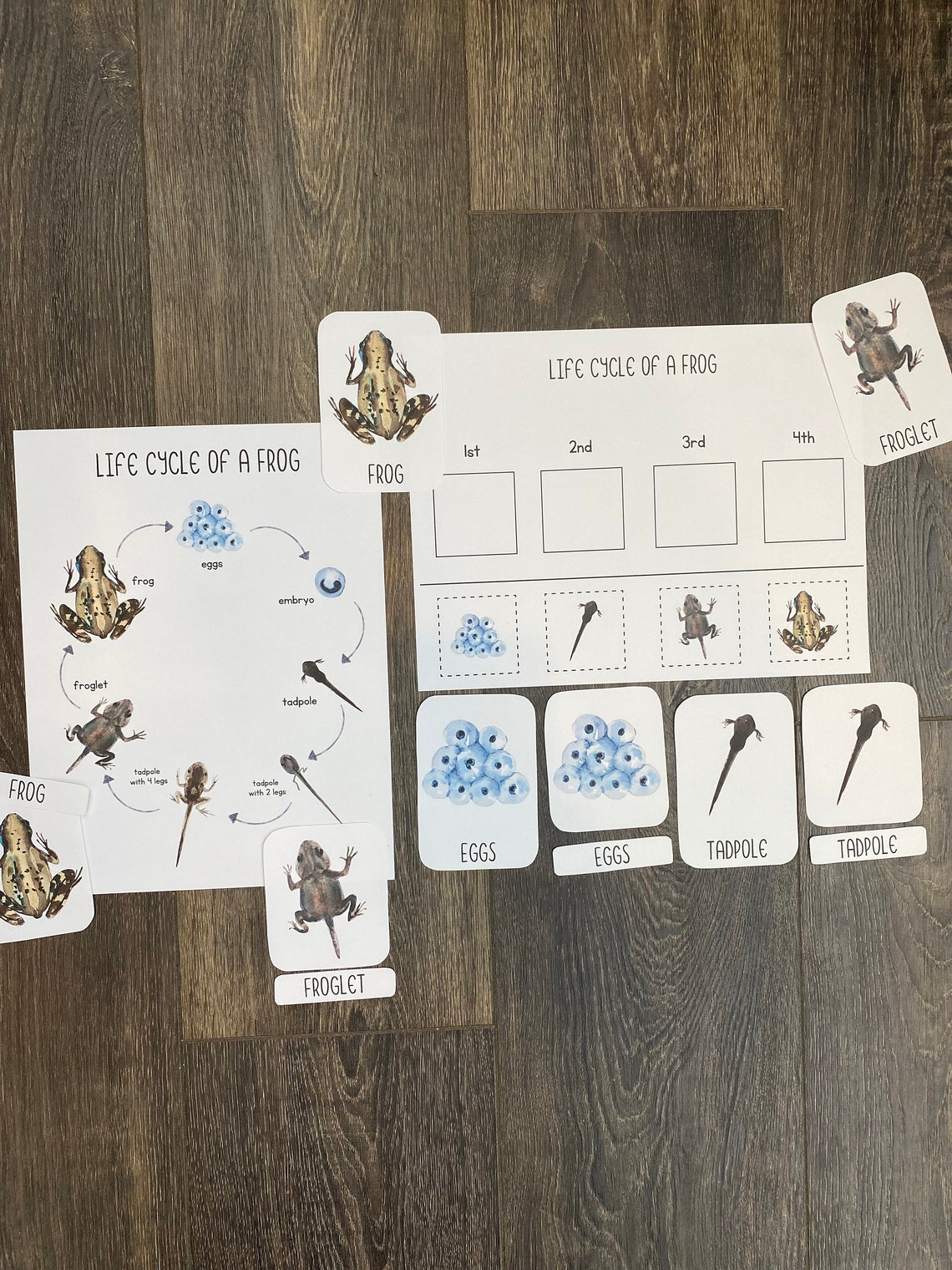 Frogs & Toads Mini Unit - Etsy