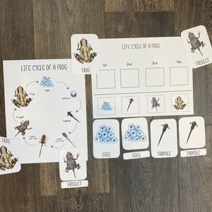Frogs & Toads Mini Unit - Etsy