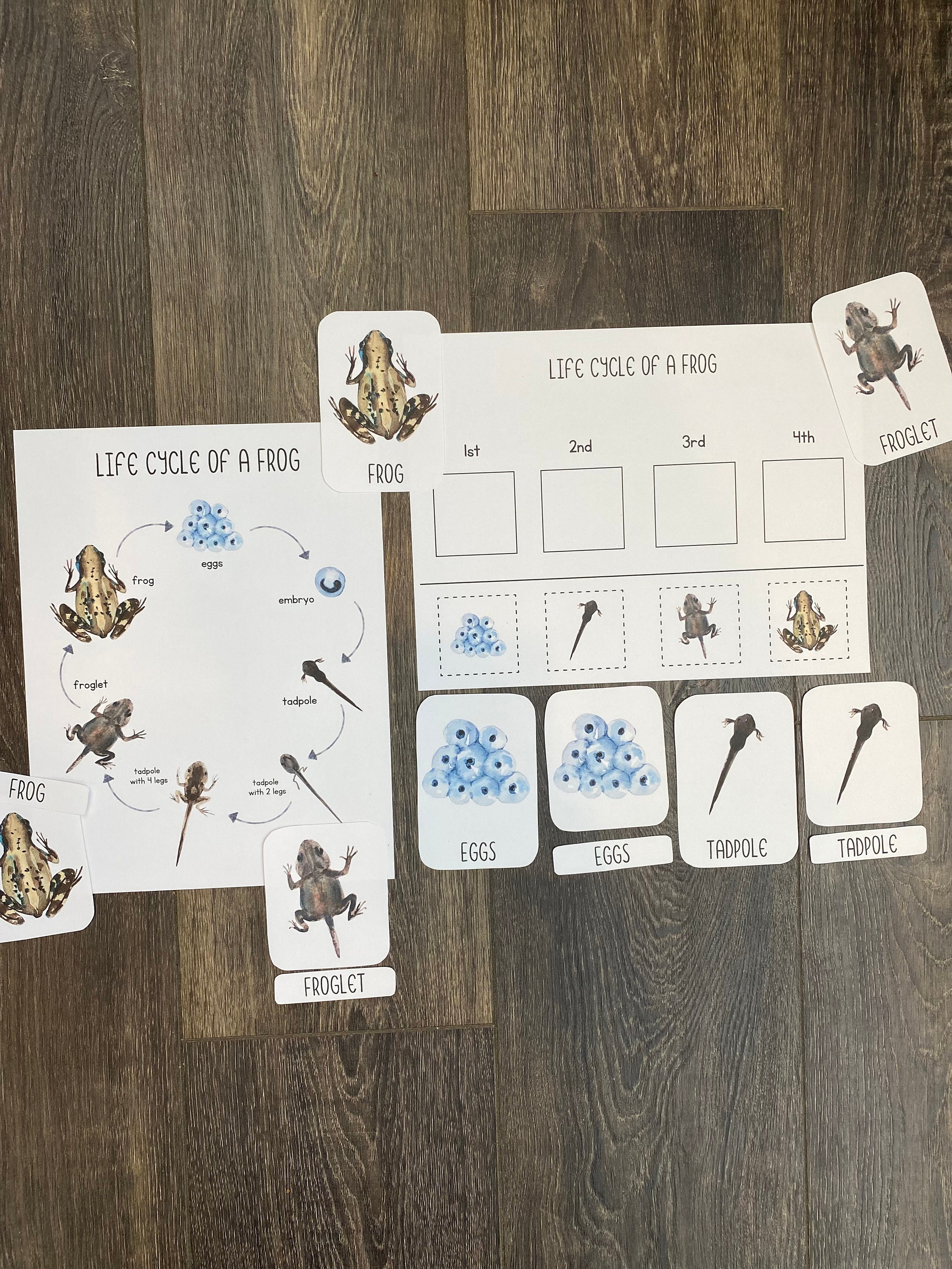 Frogs & Toads Mini Unit - Etsy