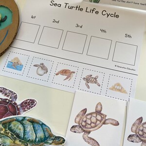 Sea Turtles Mini Science Unit, Sea Turtles Unit, Sea Turtles - Etsy