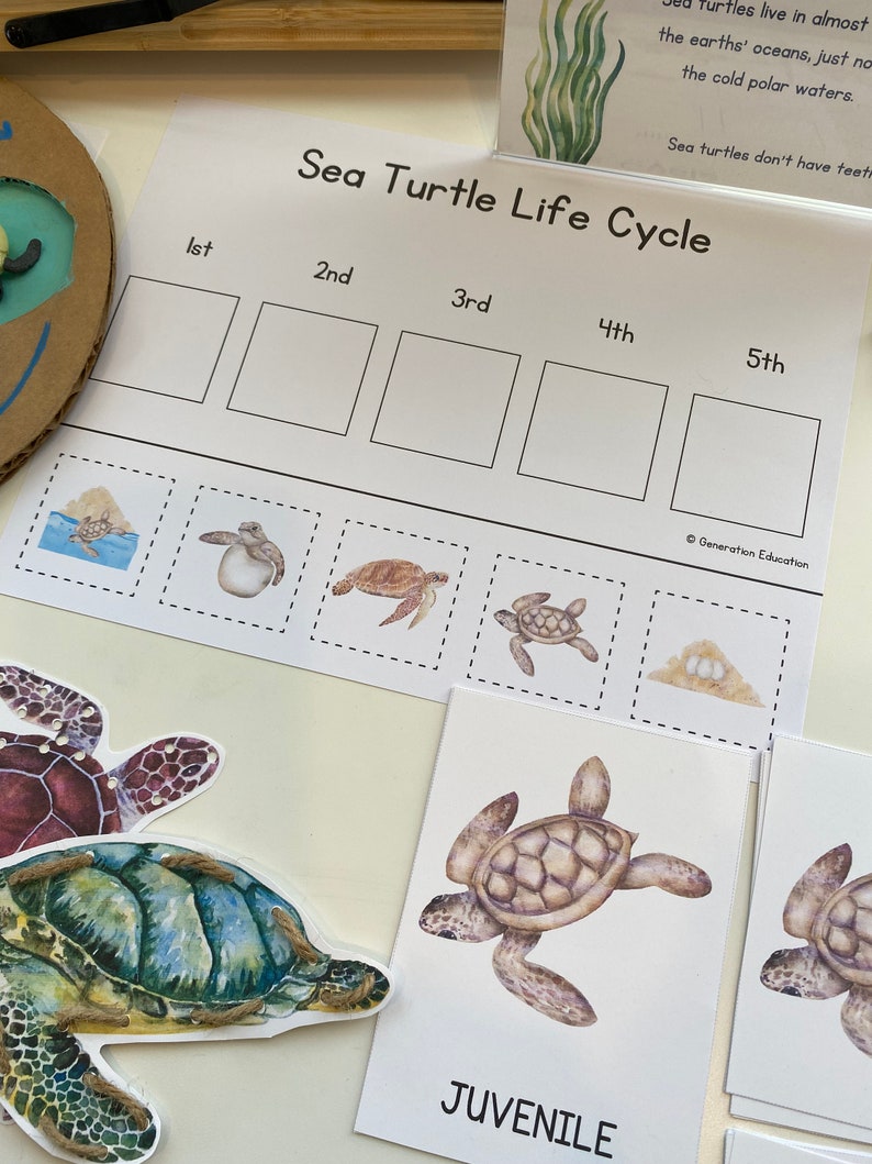 Sea Turtles Mini Science Unit, Sea Turtles Unit, Sea Turtles - Etsy