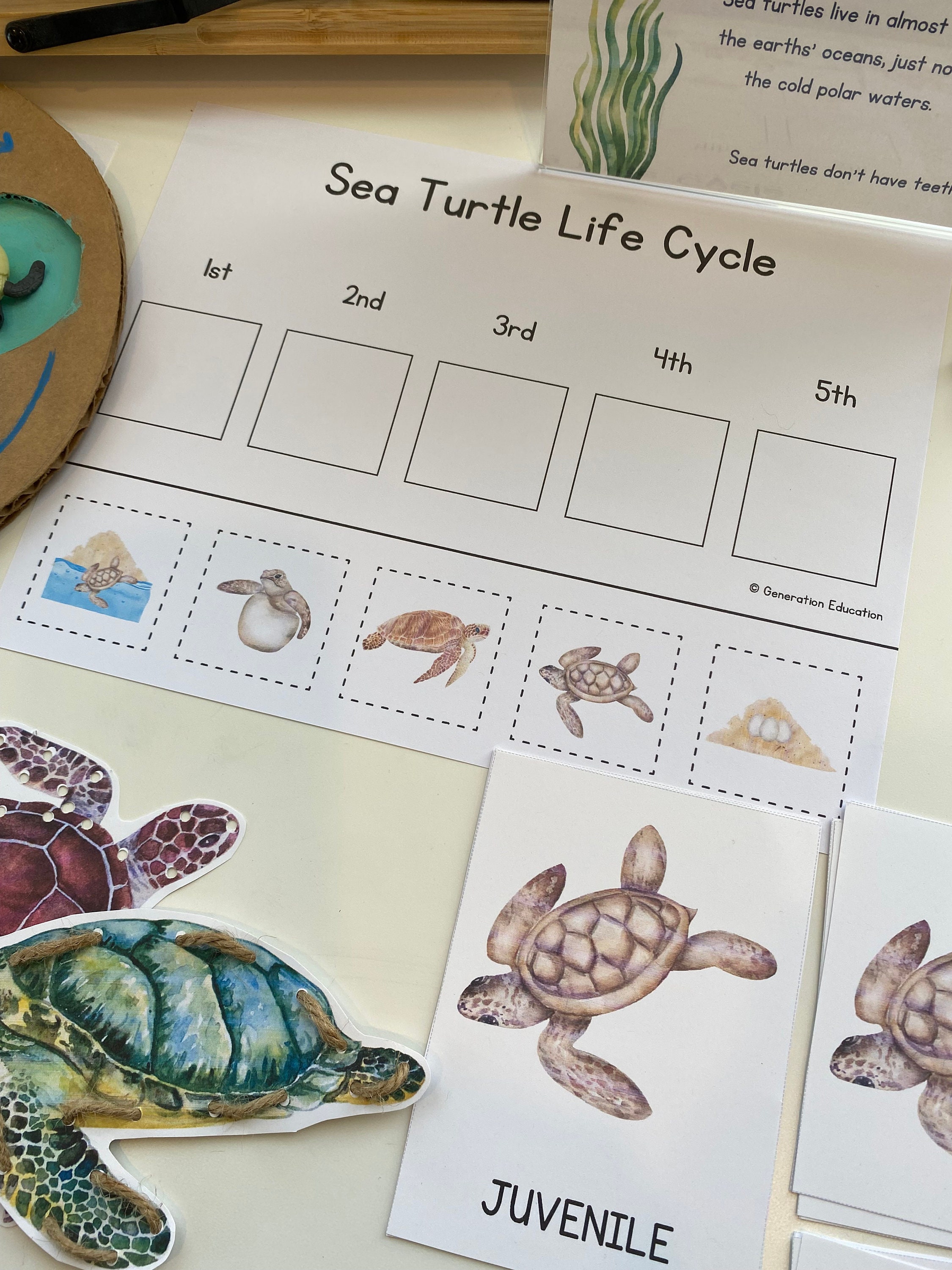 Sea Turtles Mini Science Unit, Sea Turtles Unit, Sea Turtles - Etsy
