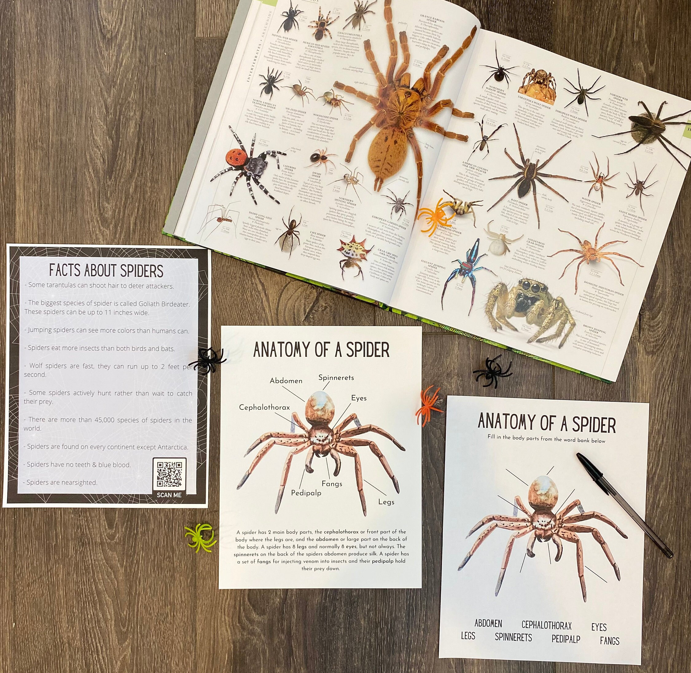 Spiders & Webs Mini Unit - Etsy Australia