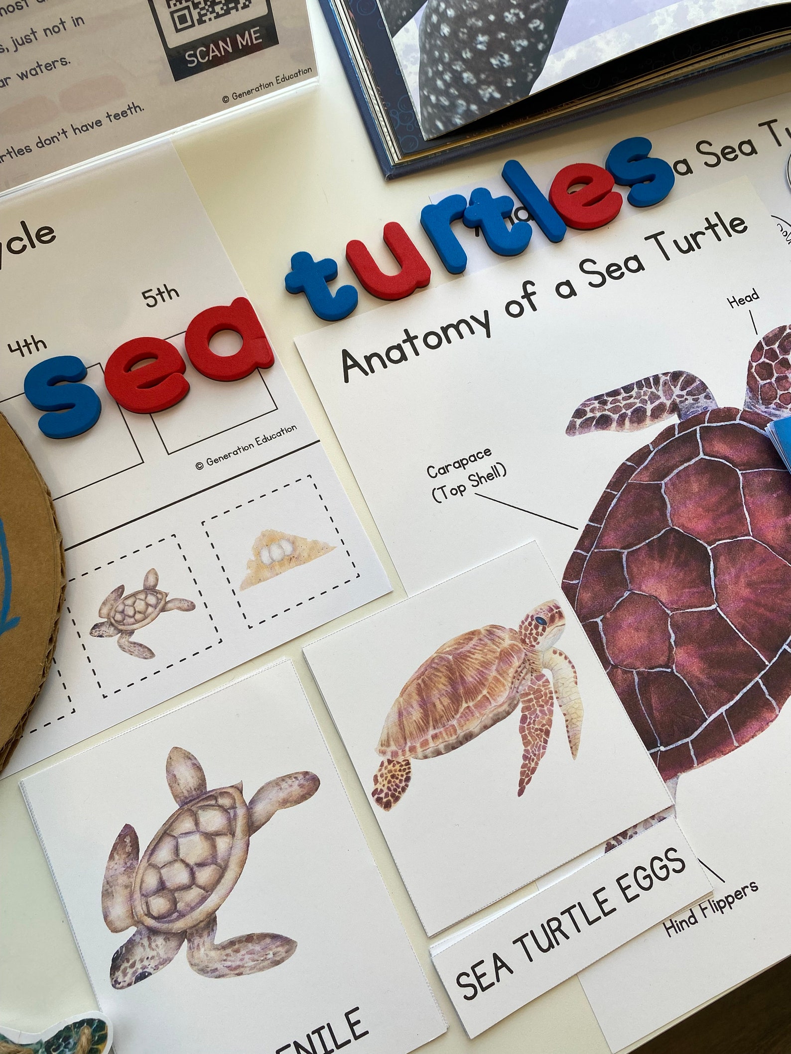 Sea Turtles Mini Science Unit, Sea Turtles Unit, Sea Turtles - Etsy