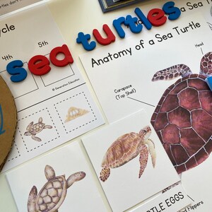 Sea Turtles Mini Science Unit, Sea Turtles Unit, Sea Turtles - Etsy