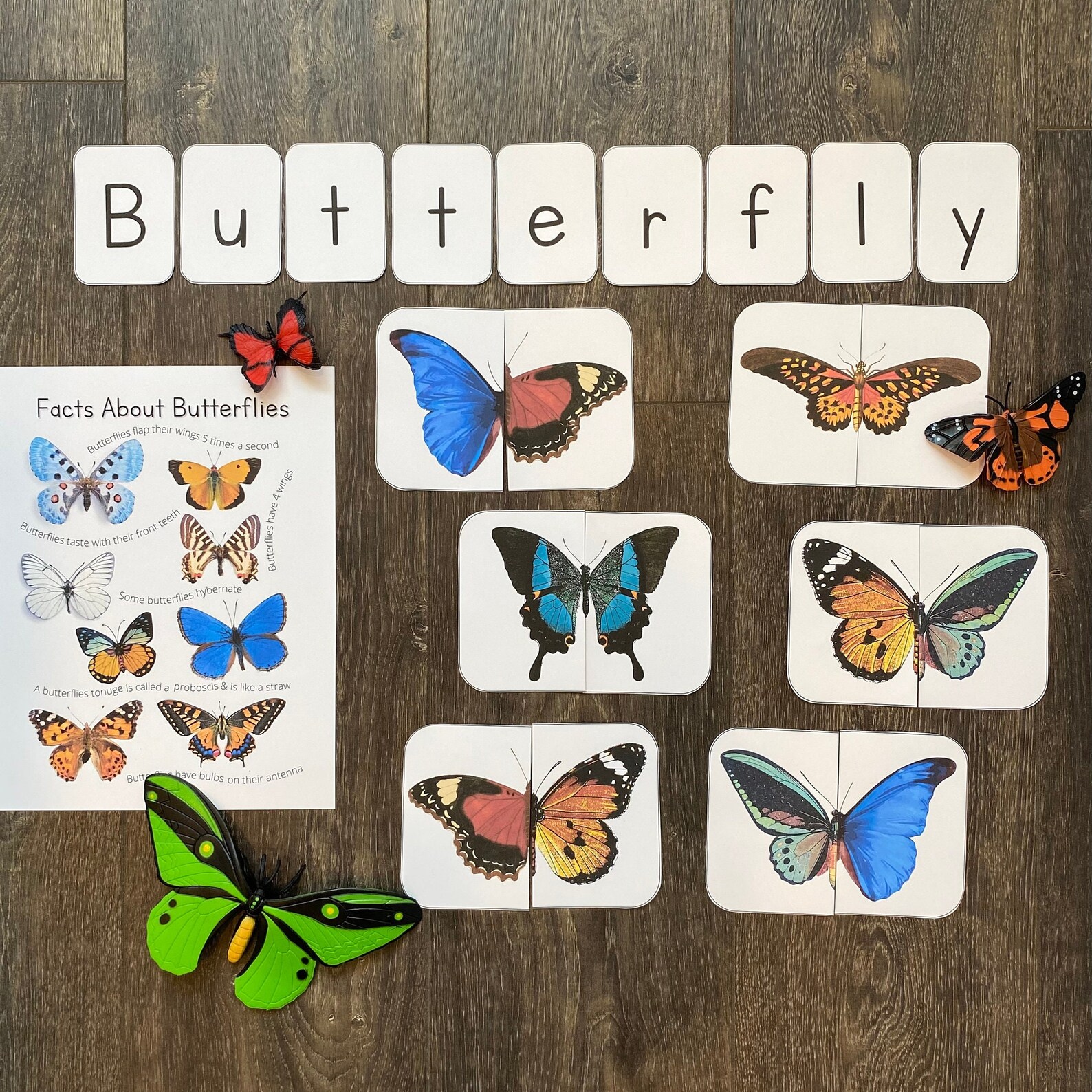 Butterfly Learning Unit: Life Cycle, Anatomy, Matching (digital ...