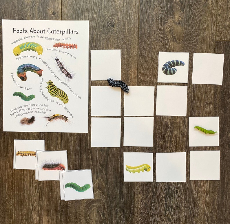 Butterfly Learning Unit: Life Cycle, Anatomy, Matching (digital ...