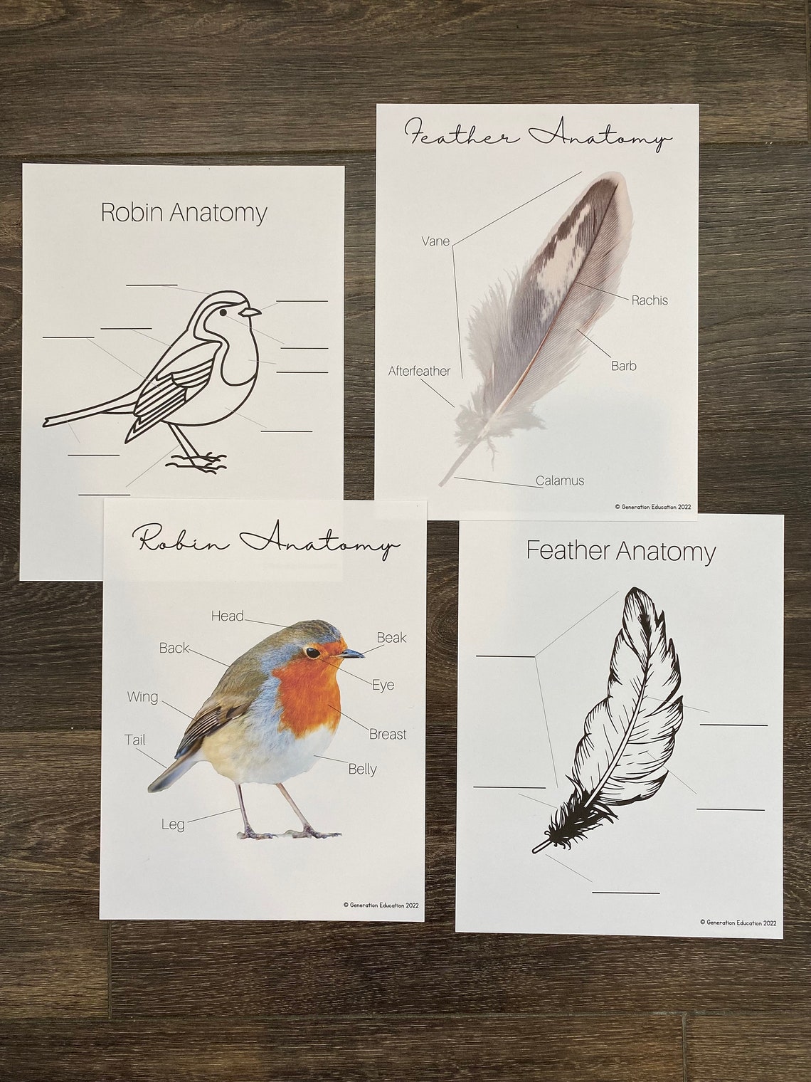 Birds Mini Science Unit - Etsy