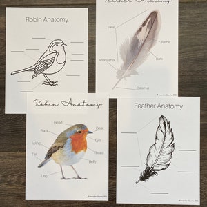 Birds Mini Science Unit - Etsy