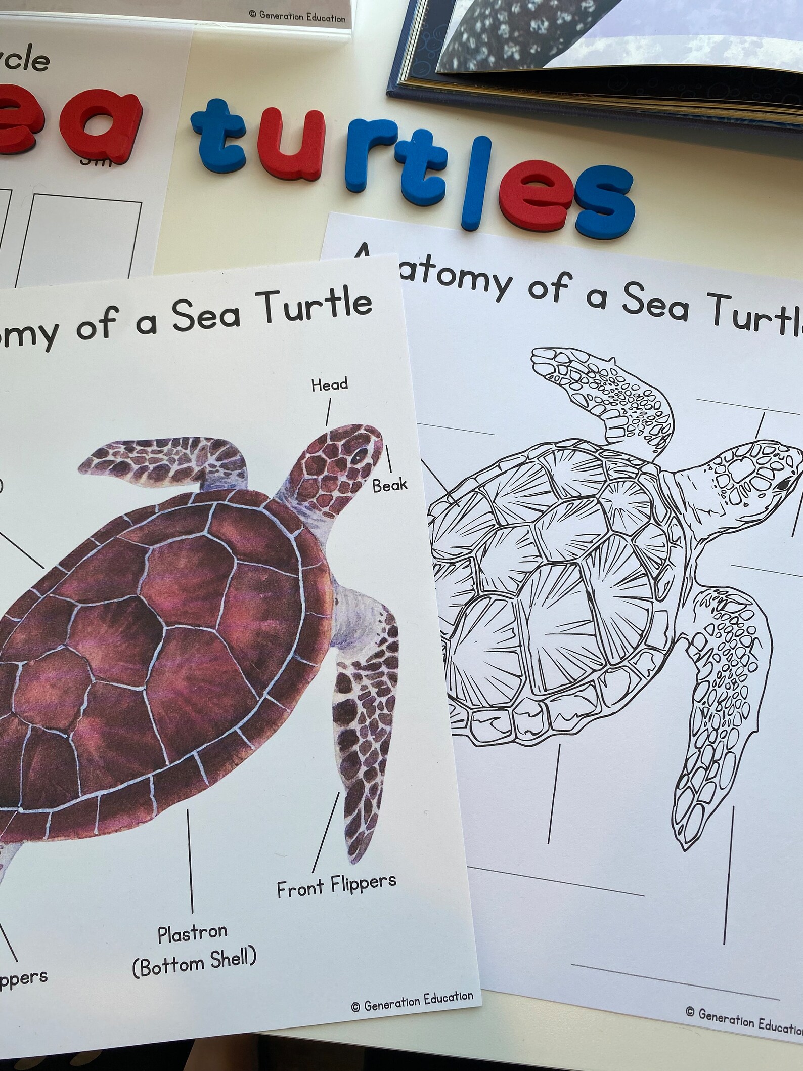 Sea Turtles Mini Science Unit, Sea Turtles Unit, Sea Turtles - Etsy