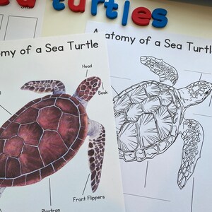 Sea Turtles Mini Science Unit, Sea Turtles Unit, Sea Turtles - Etsy
