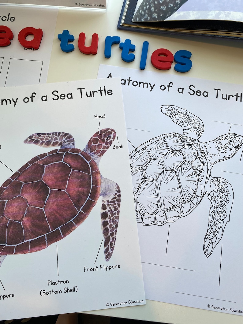 Sea Turtles Mini Science Unit Sea Turtles Unit Sea Turtles - Etsy