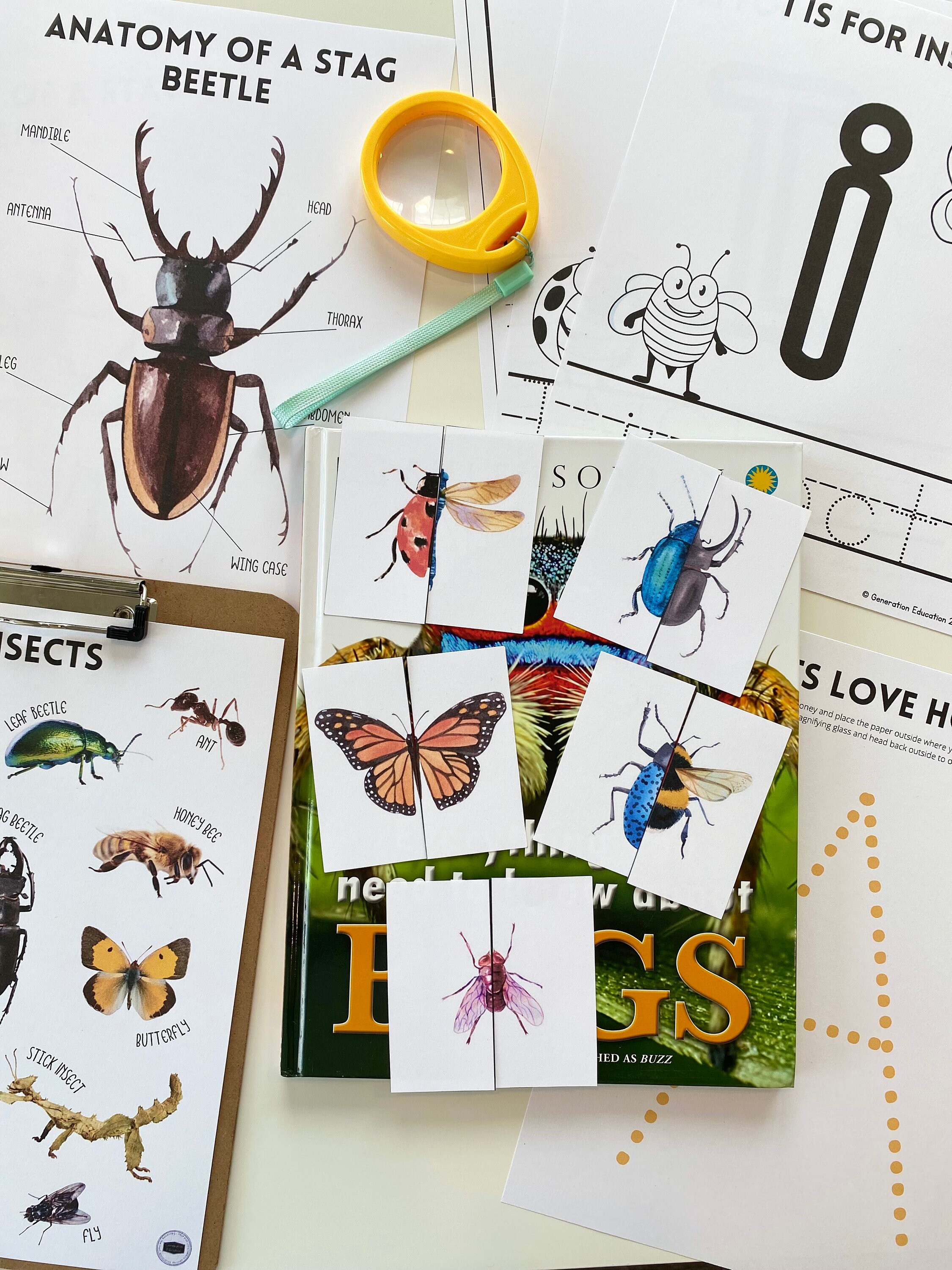 Insects Mini Science Unit - Etsy