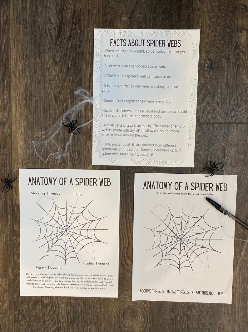 Spiders & Webs Mini Unit - Etsy