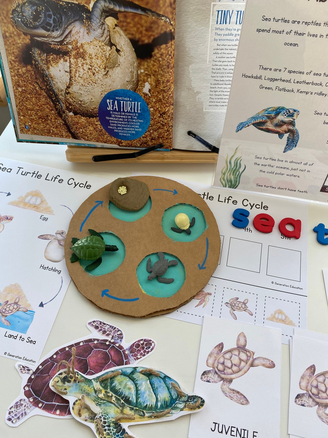 Sea Turtles Mini Science Unit, Sea Turtles Unit, Sea Turtles - Etsy